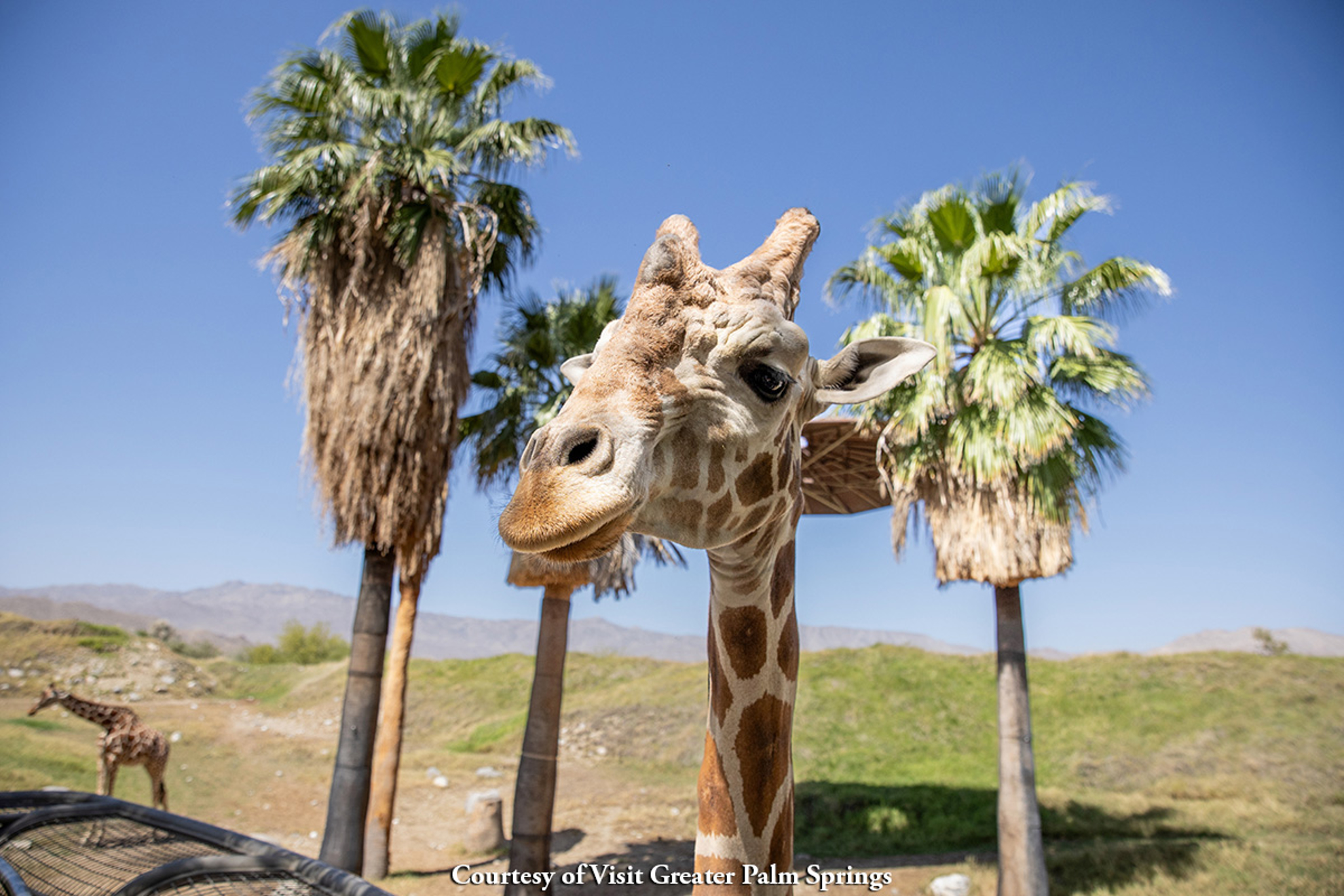 Good Times Travel - The Living Desert Zoo & Gardens